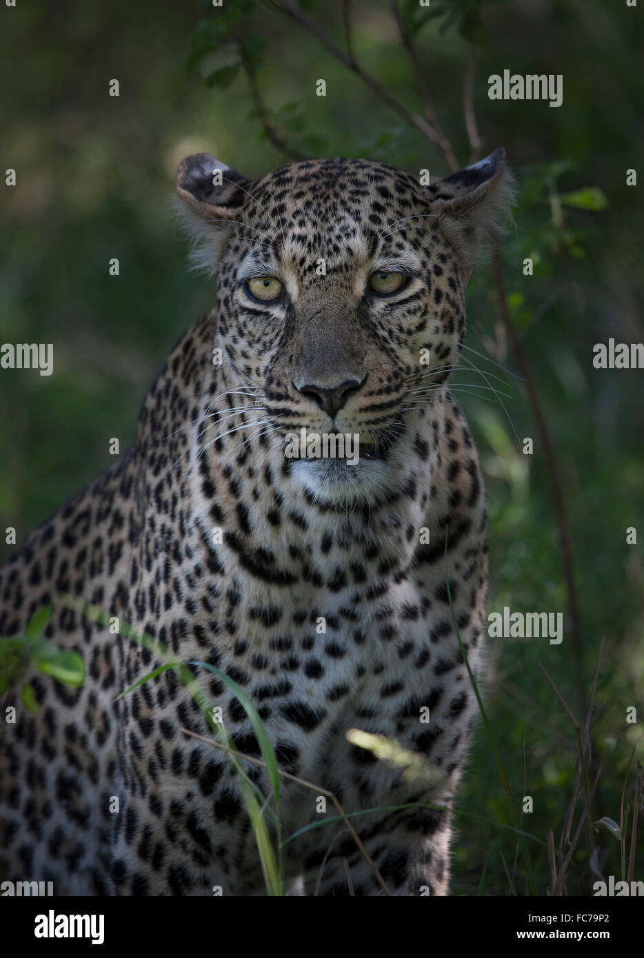 Leopard Seated High Resolution Stock Photography and Images - Alamy