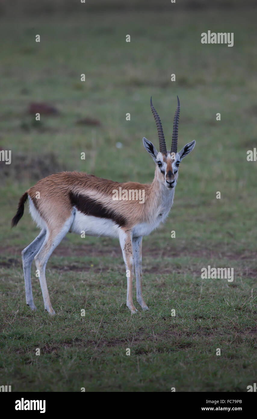 Animal grazing in field Stock Photo - Alamy