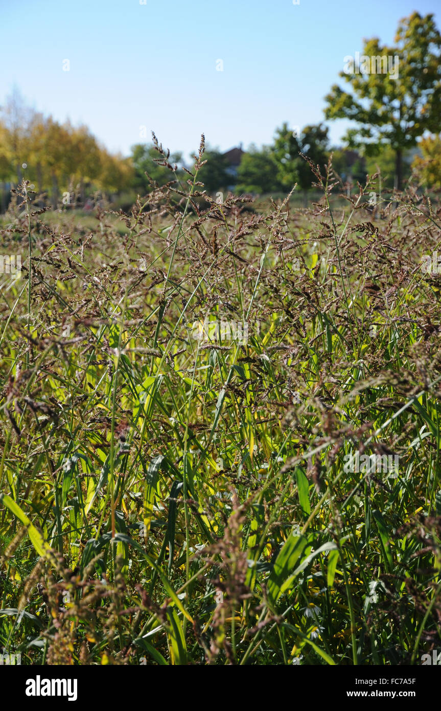 Hog millet or white millet panicum miliaceum hi-res stock photography ...