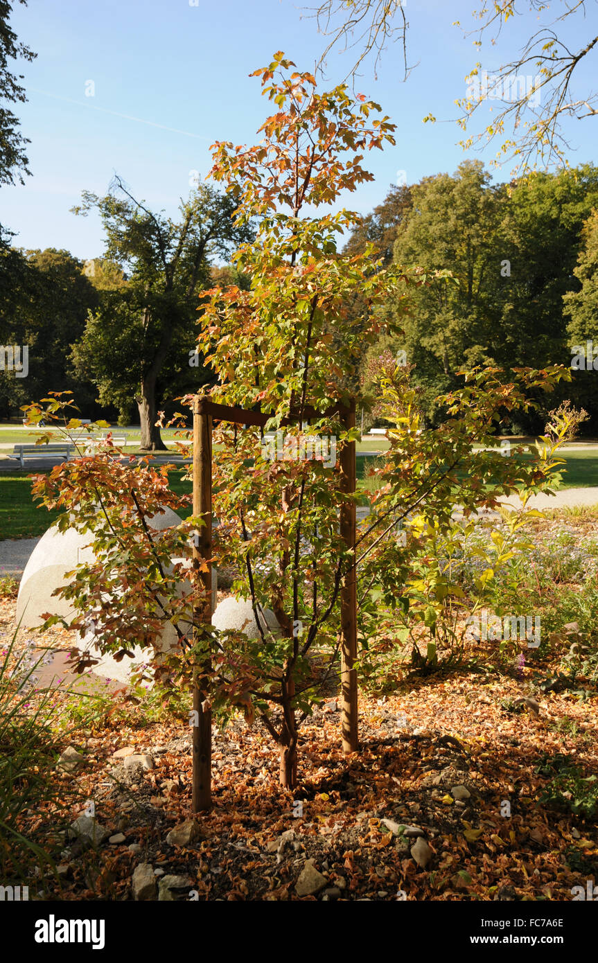 Paperbark Maple Stock Photos & Paperbark Maple Stock Images - Alamy