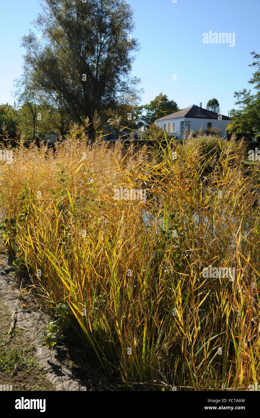 Common aquatic plants hi-res stock photography and images - Alamy