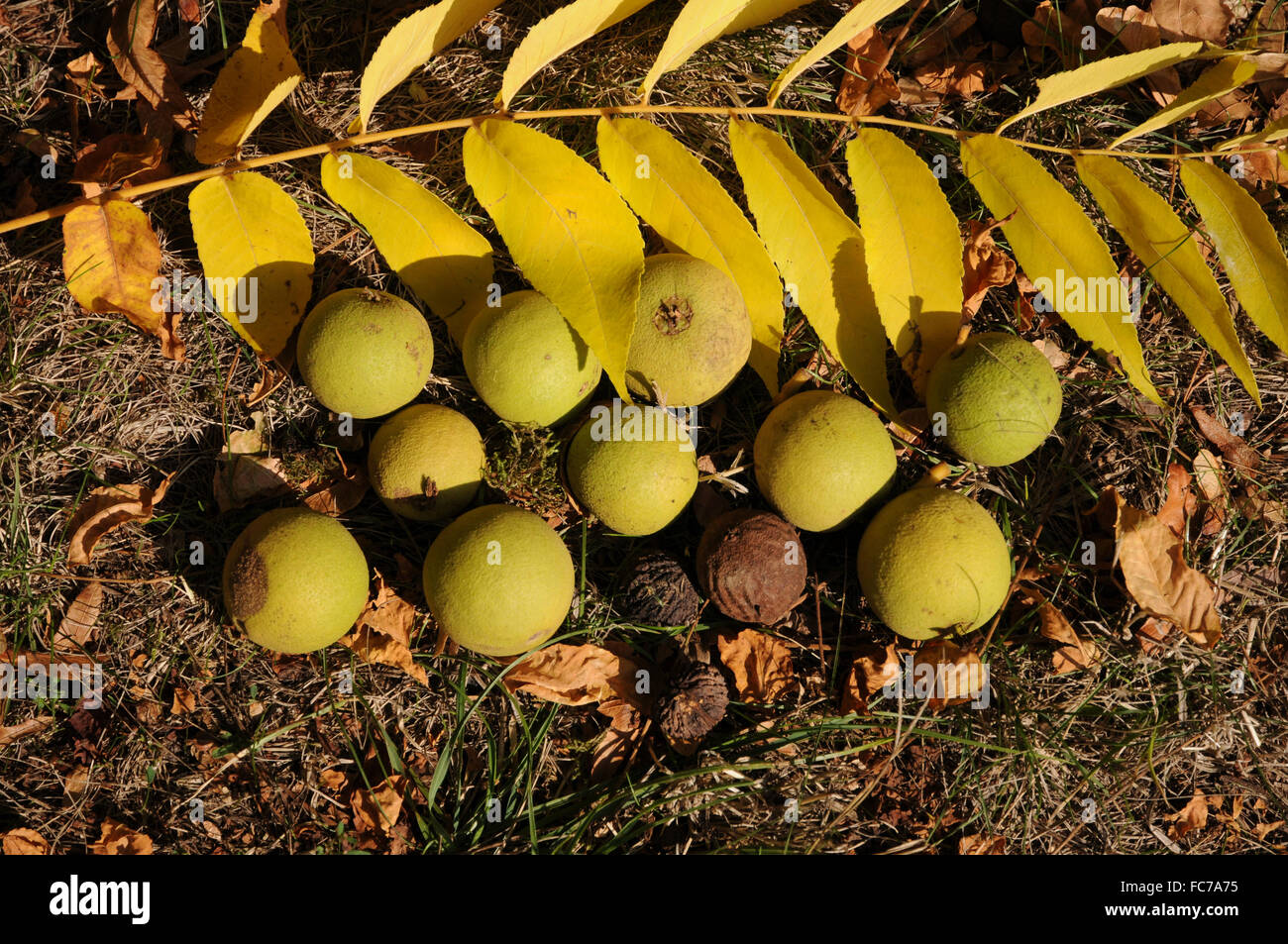 Black walnut (juglans nigra) leaves hi-res stock photography and images ...