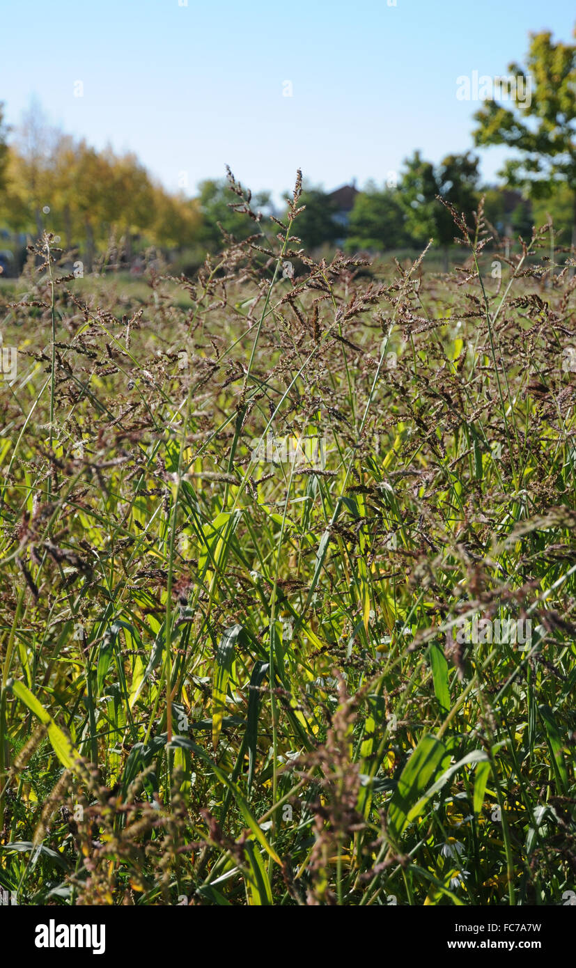 Common millet hi-res stock photography and images - Alamy