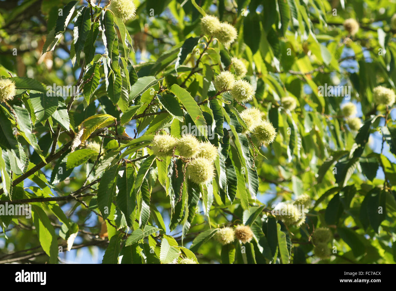 Sweet chestnut blossoms hi-res stock photography and images - Alamy