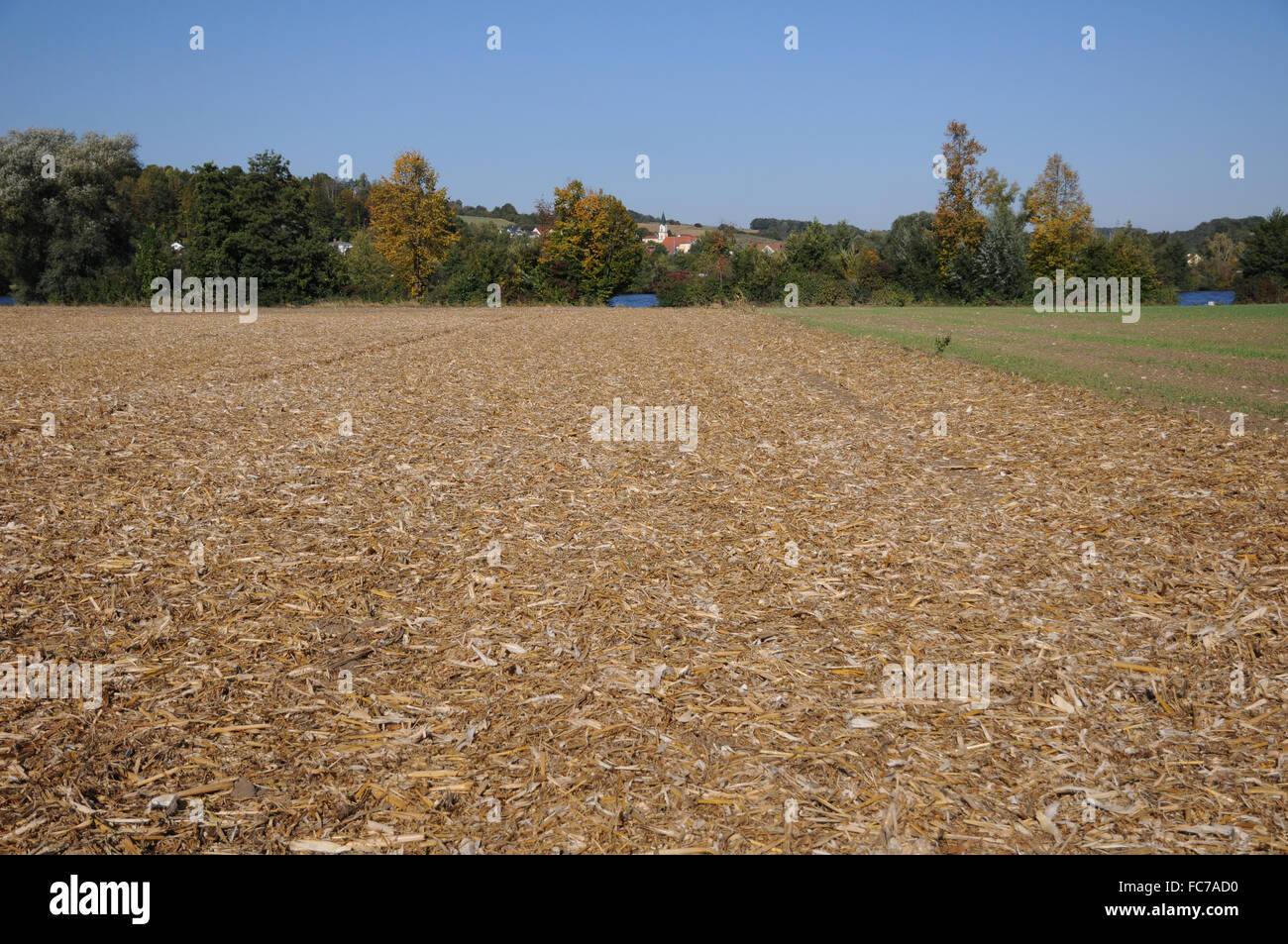 Maize plant mulch hi-res stock photography and images - Alamy