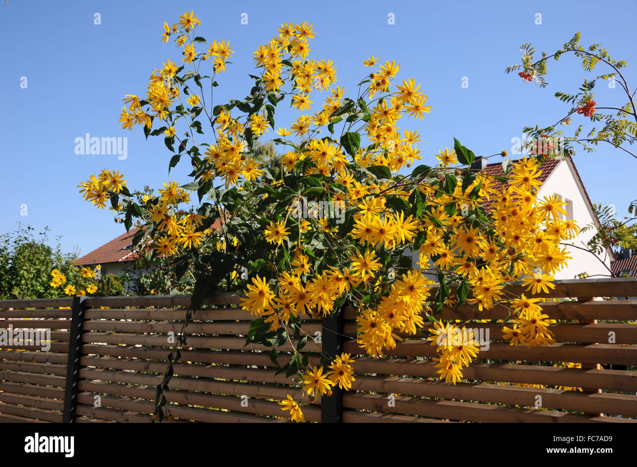 Sunroots hi-res stock photography and images - Alamy