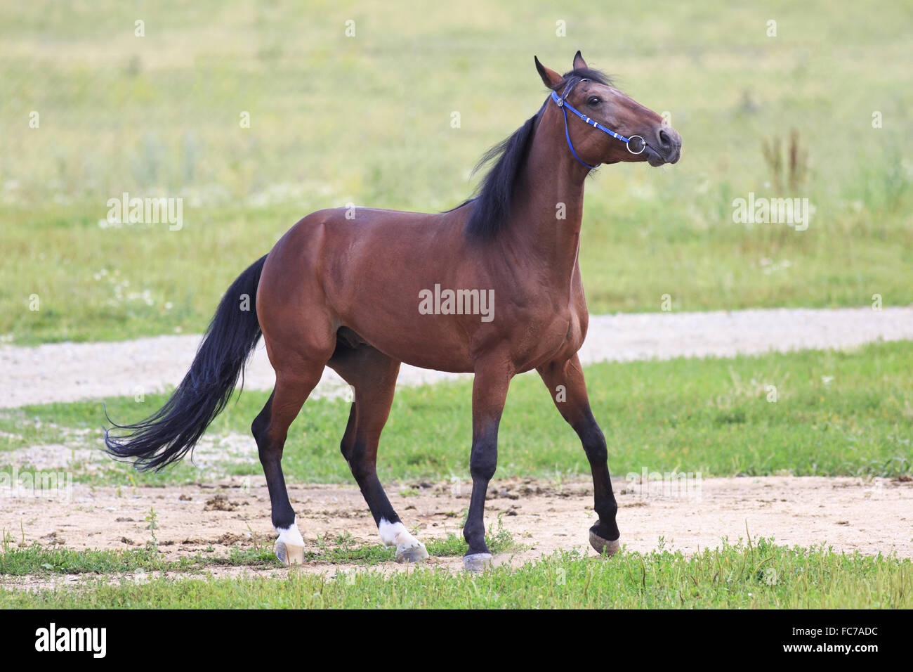 Beautiful bay stallion Thoroughbred breed Stock Photo - Alamy