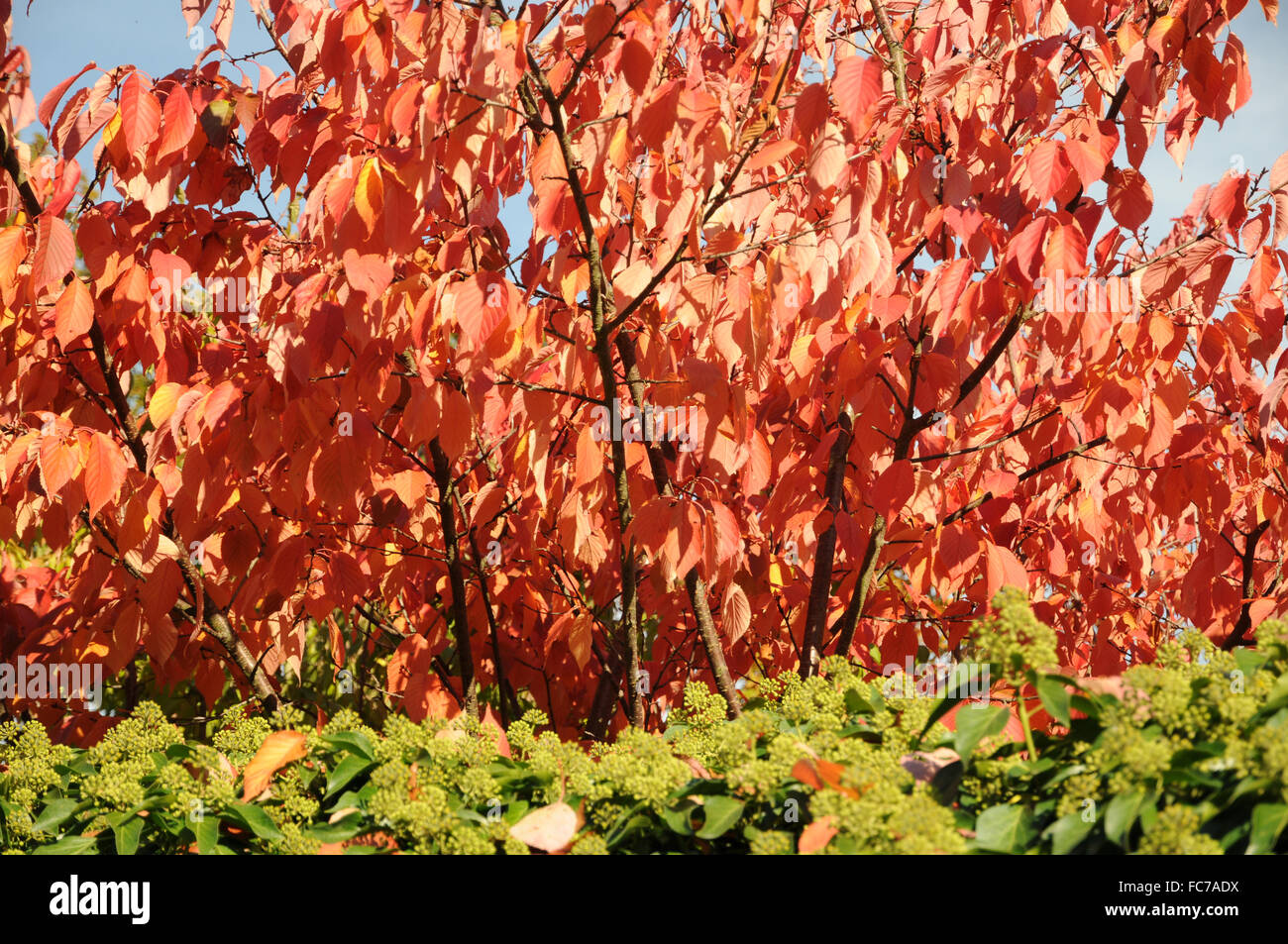 Sargent cherry tree hi-res stock photography and images - Alamy