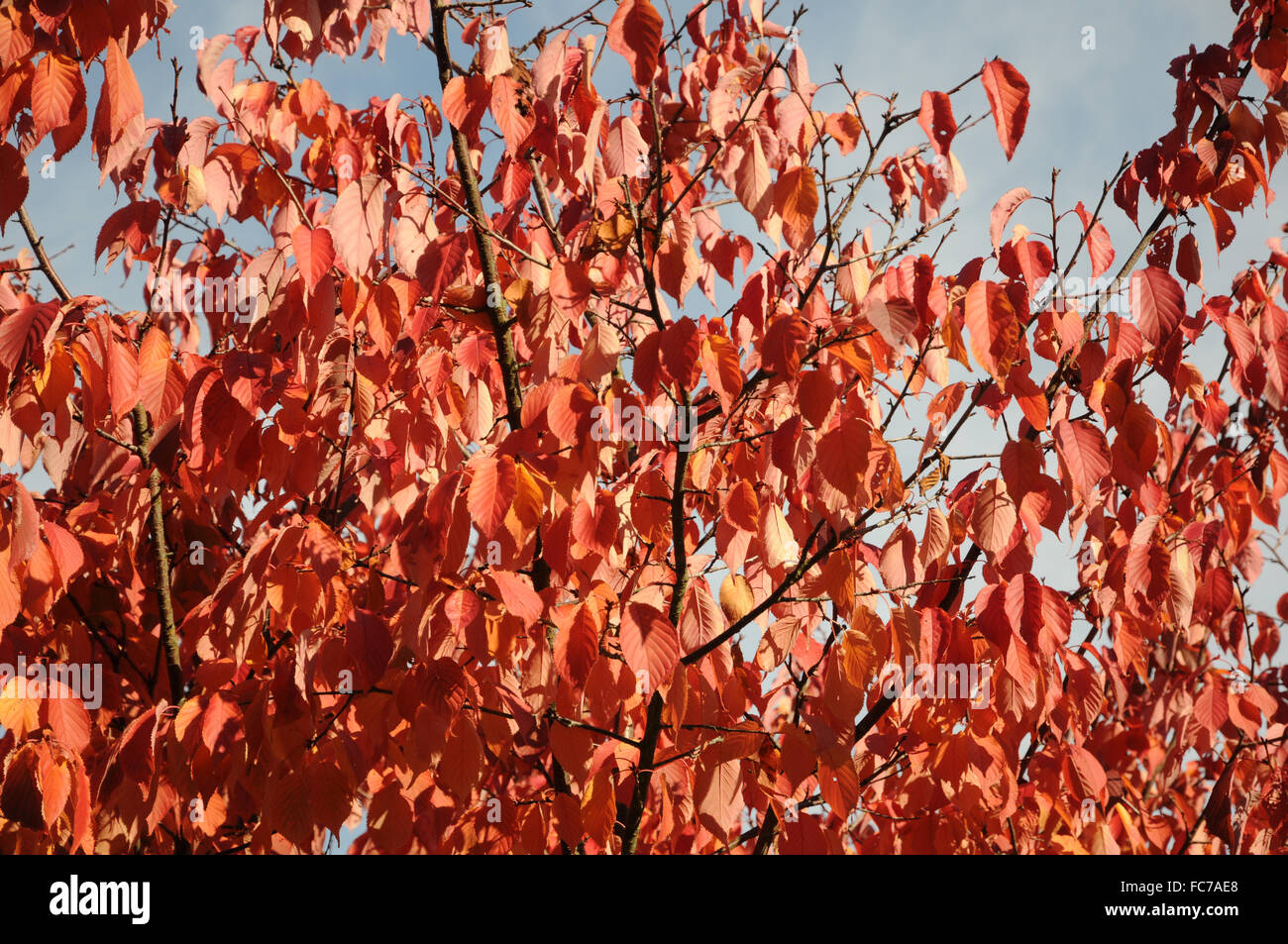 Sargents cherry tree hi-res stock photography and images - Alamy