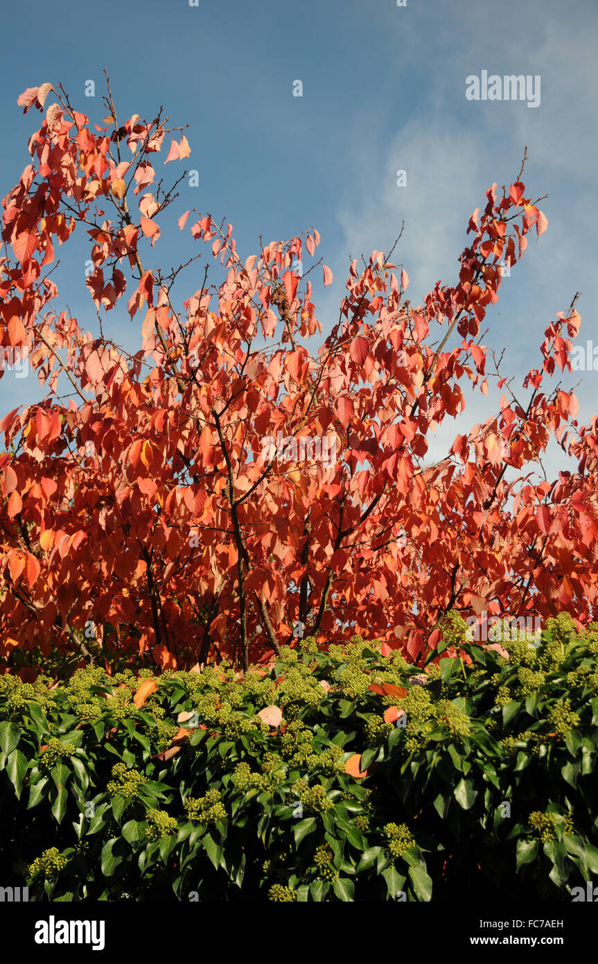 Sargent cherry tree hi-res stock photography and images - Alamy