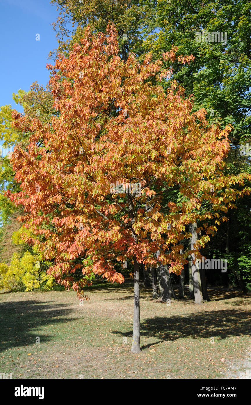 American red oak Stock Photo - Alamy