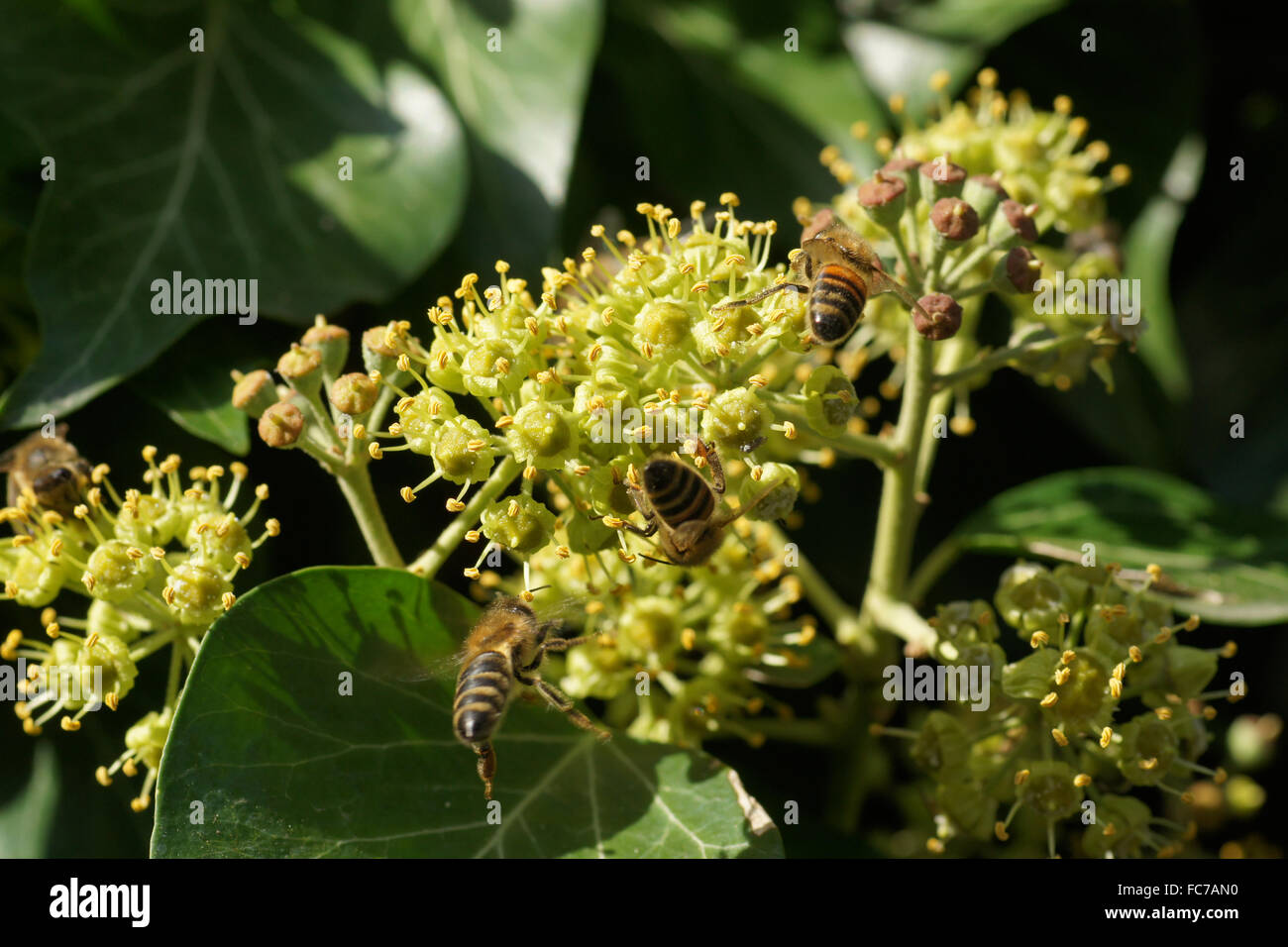 Ivy pollen hi-res stock photography and images - Alamy