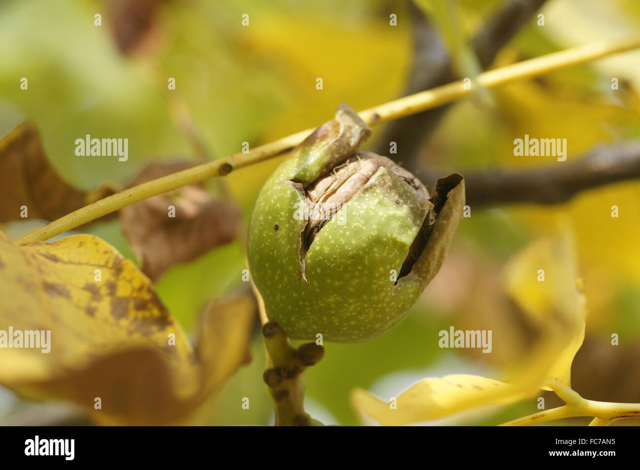 Walnut blossom hi-res stock photography and images - Alamy