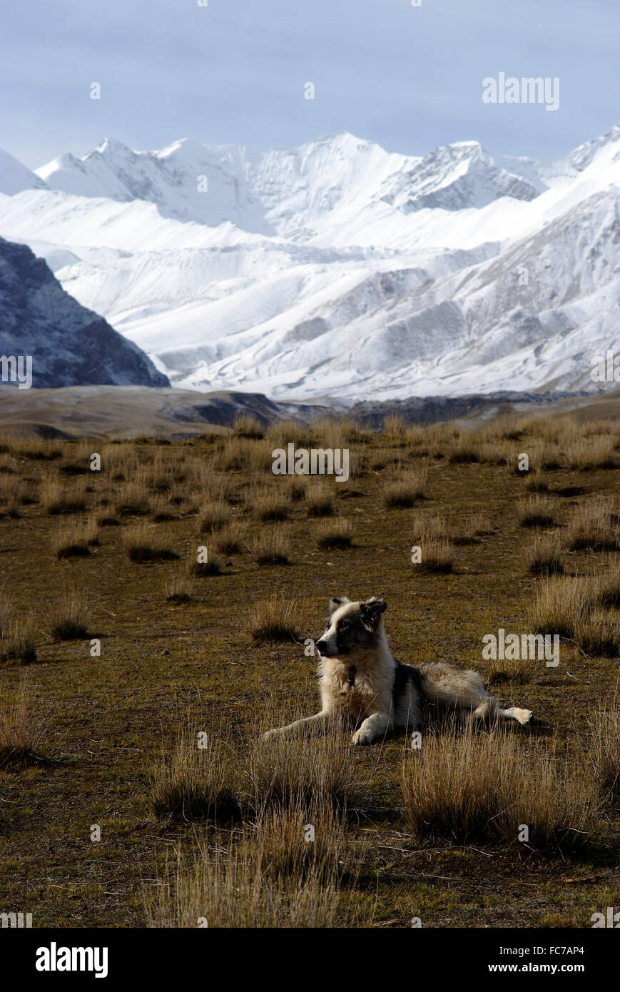 Aletai Xinjiang spring Stock Photo - Alamy