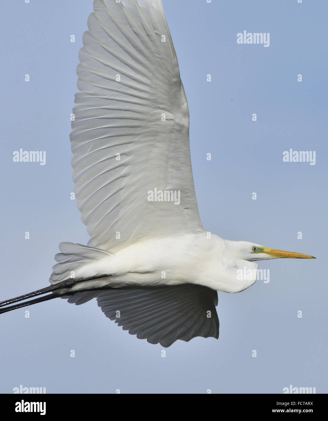 Fyling bird hi-res stock photography and images - Alamy