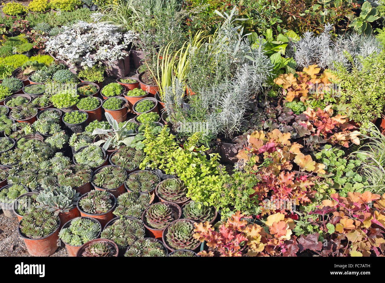 Nursery plants hi-res stock photography and images - Alamy
