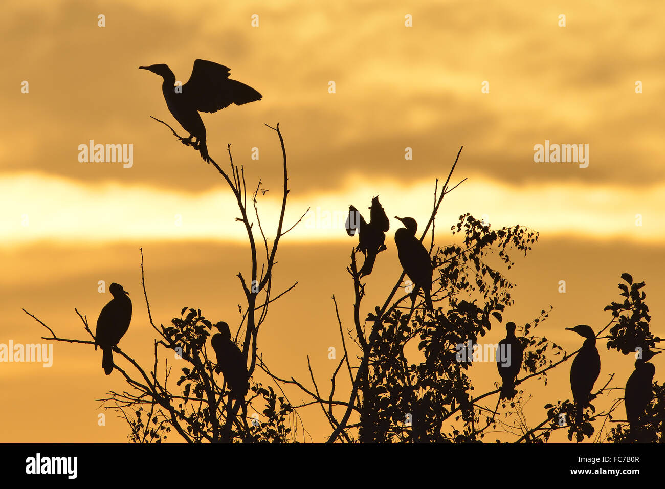 Cormorant Outline High Resolution Stock Photography and Images - Alamy