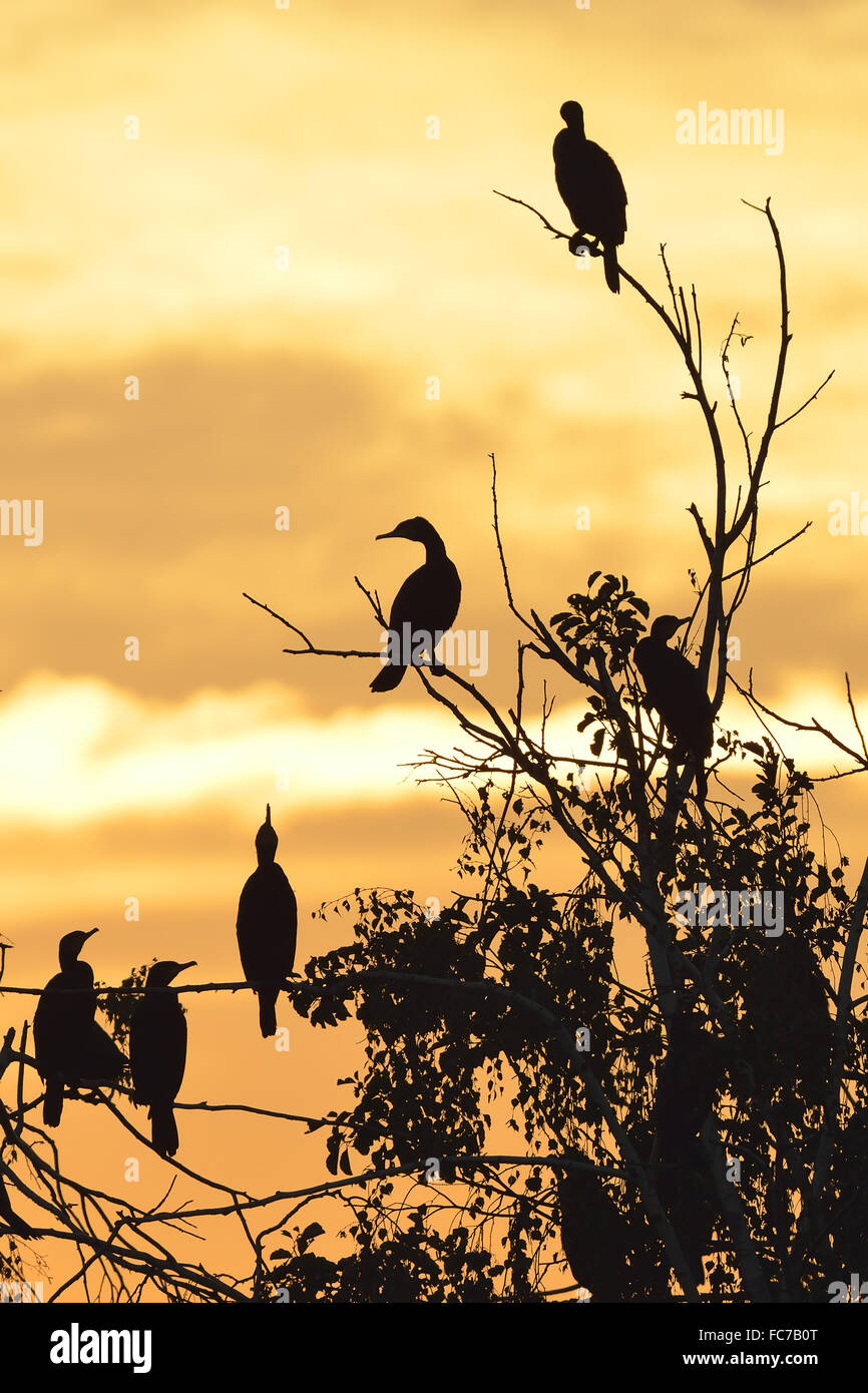 Cormorant outline hi-res stock photography and images - Alamy