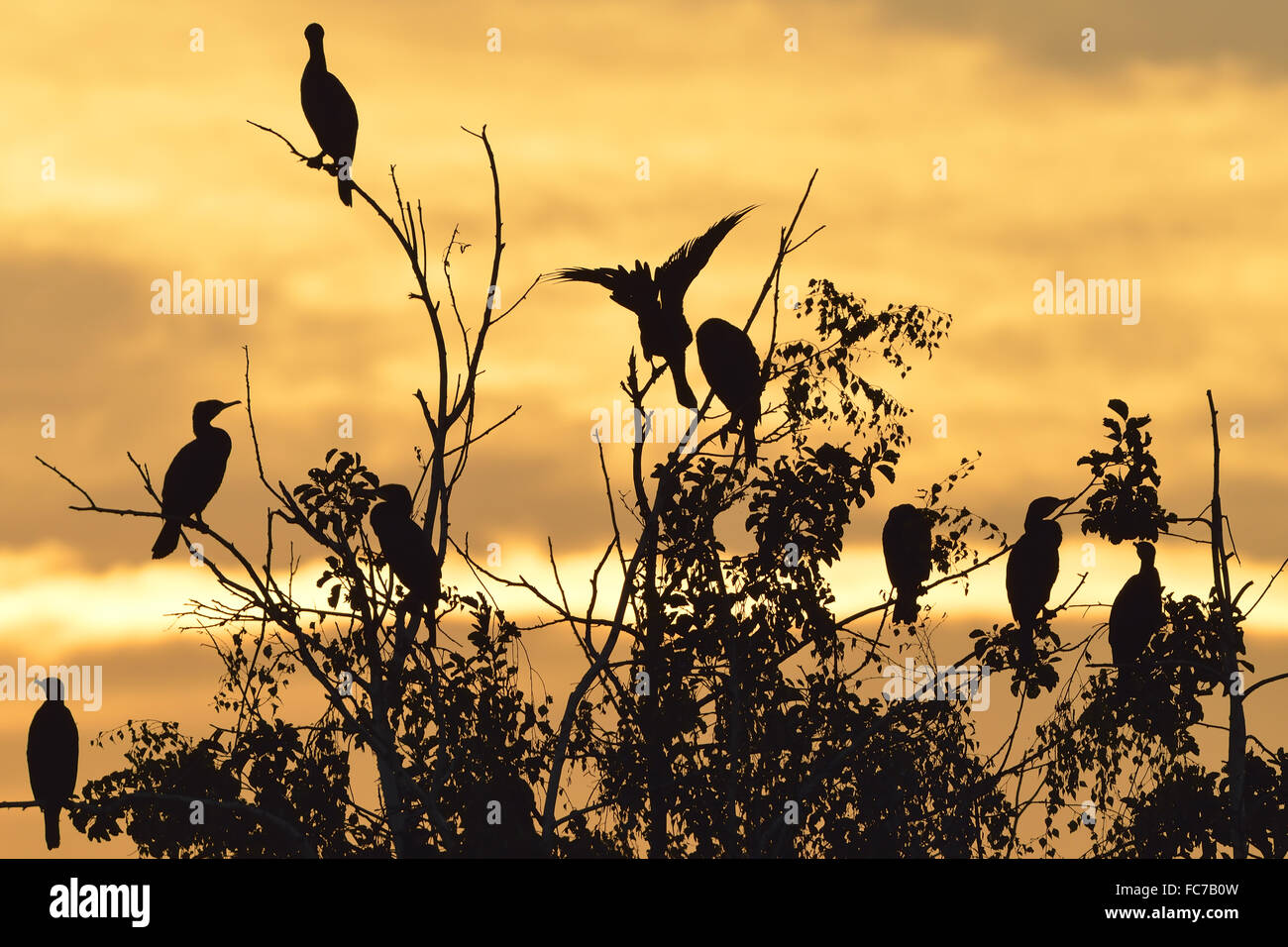 Cormorant Outline High Resolution Stock Photography and Images - Alamy