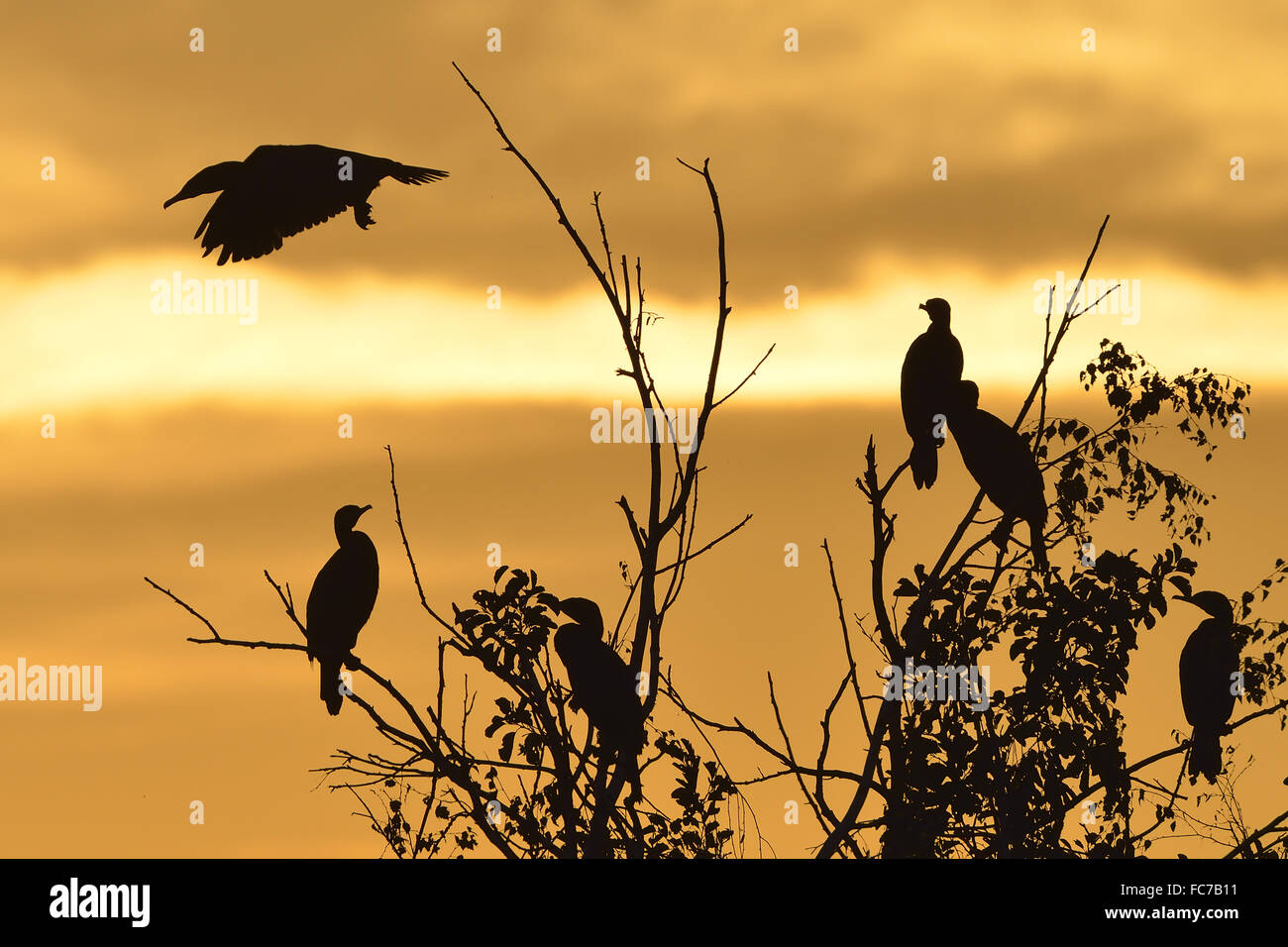 Cormorant Outline High Resolution Stock Photography and Images - Alamy