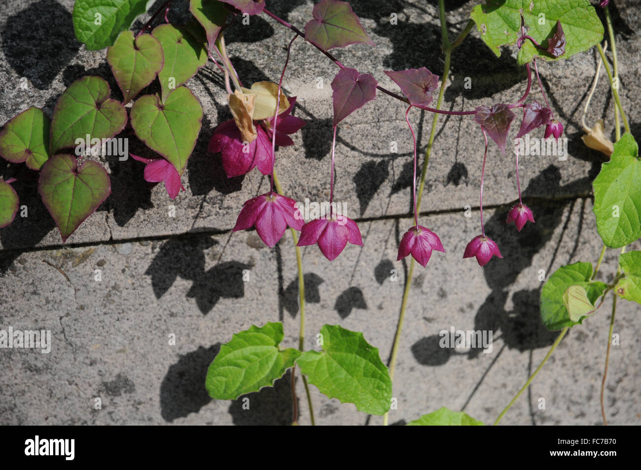 Bell vine hi-res stock photography and images - Alamy
