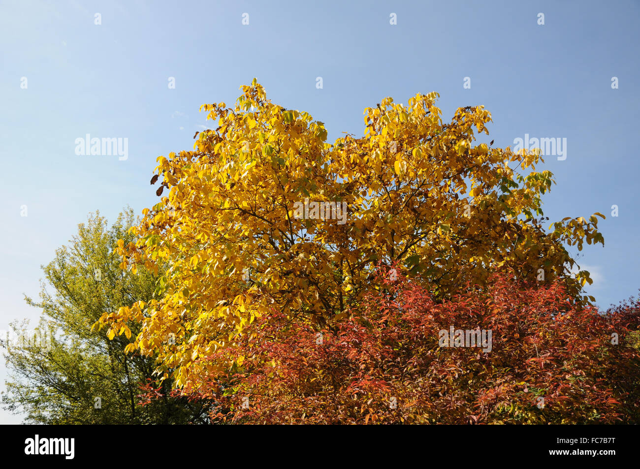 English walnut color hi-res stock photography and images - Alamy