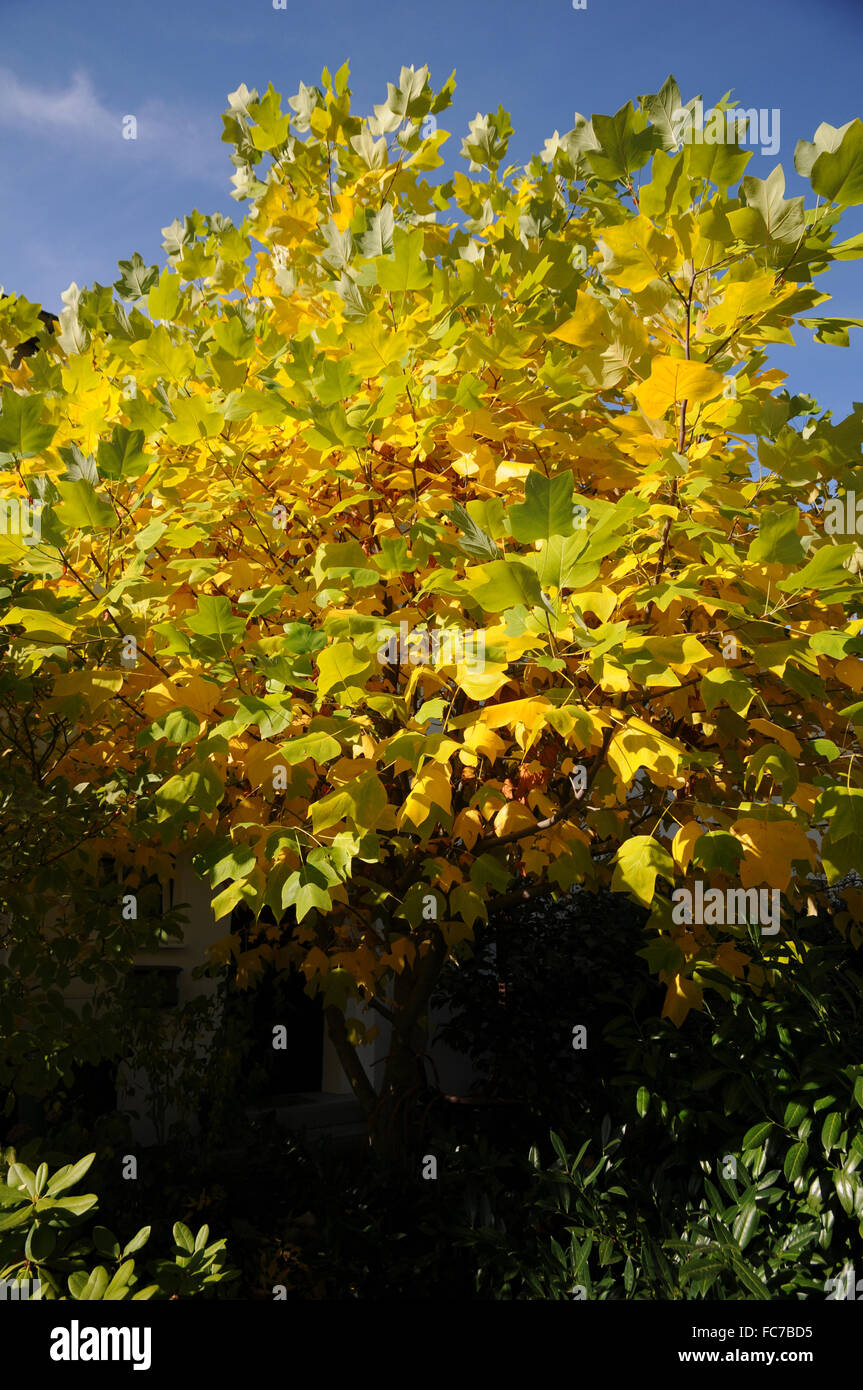 Indian tulip tree flower hi-res stock photography and images - Alamy