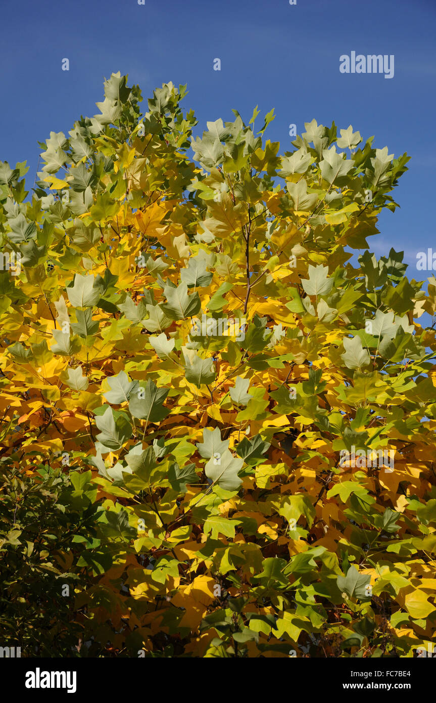 Indian tulip tree flower hi-res stock photography and images - Alamy