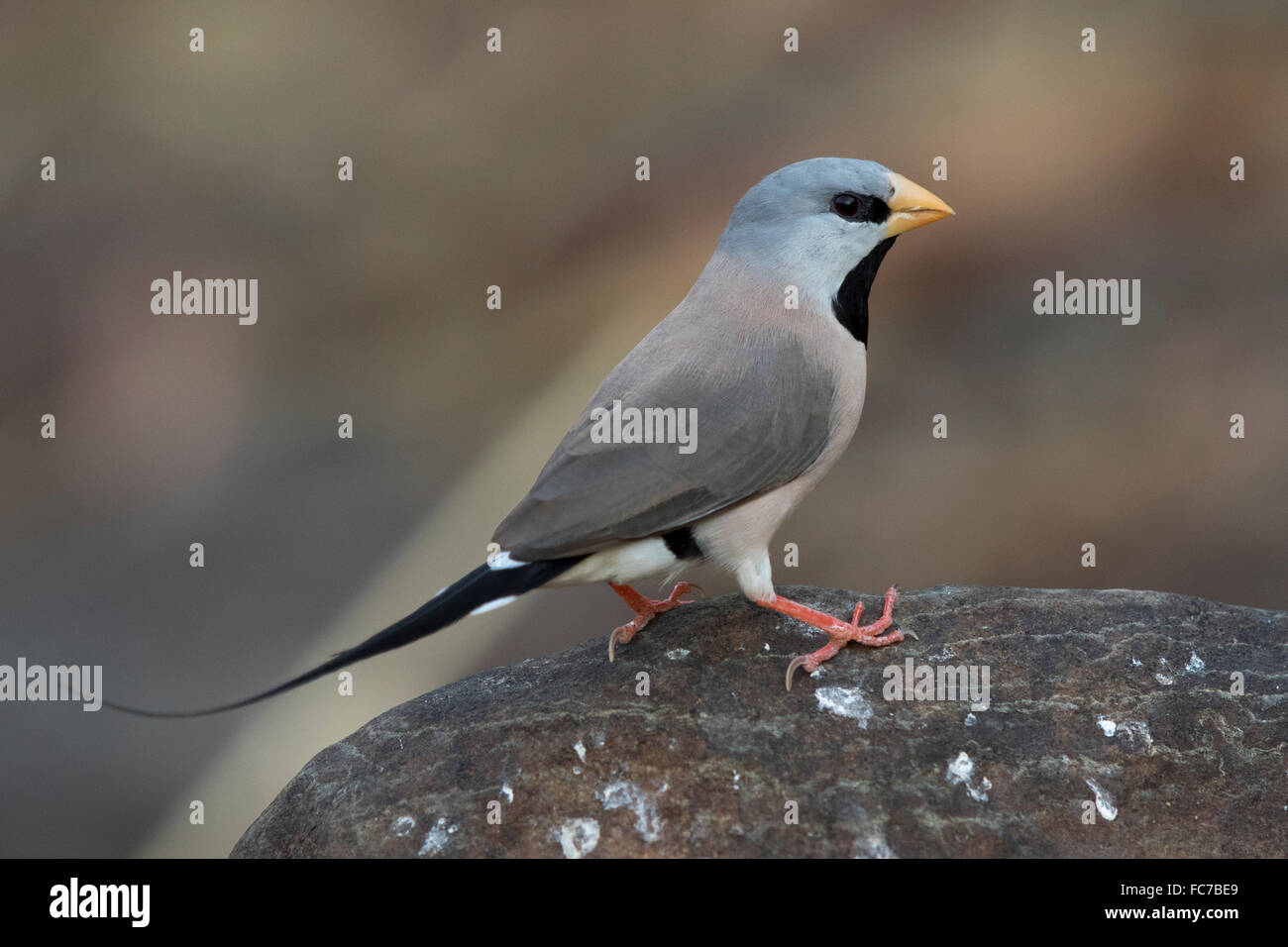 Long-tailed Finch (Poephila acuticauda Stock Photo - Alamy