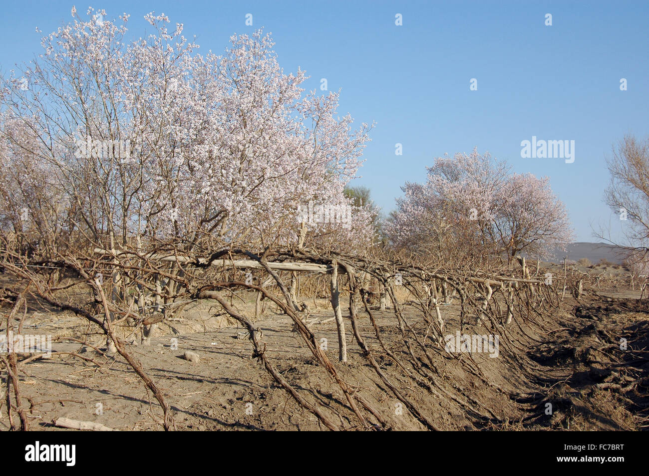 Aletai Xinjiang spring Stock Photo - Alamy