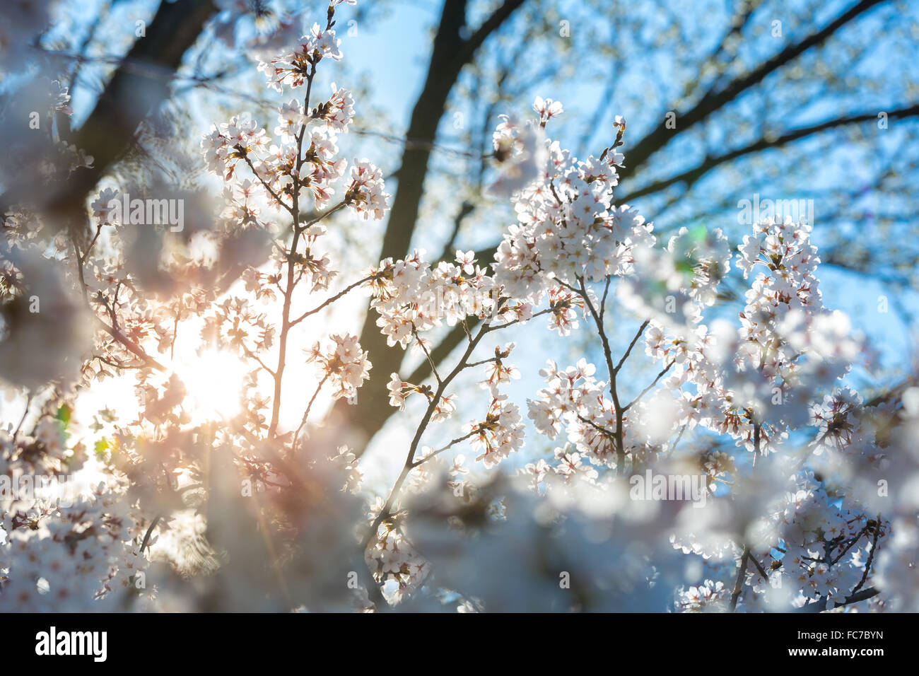 Beautiful sakura cherry blossoms hi-res stock photography and images ...