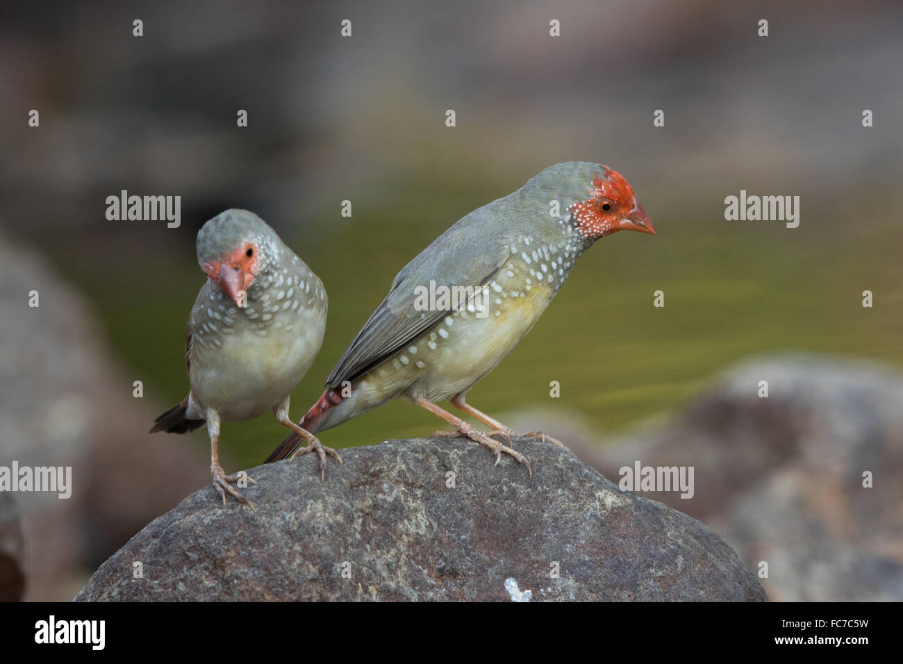 Star finches hi-res stock photography and images - Alamy
