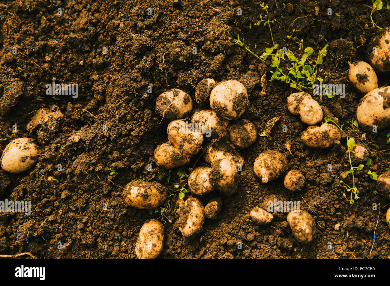 Dirt growing hi-res stock photography and images - Alamy