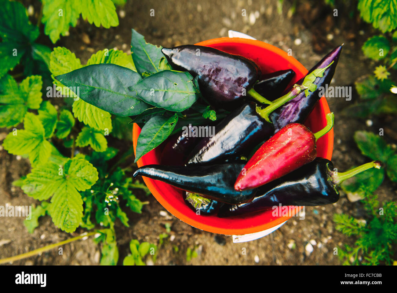 Bucket of peppers in vegetable garden Stock Photo - Alamy