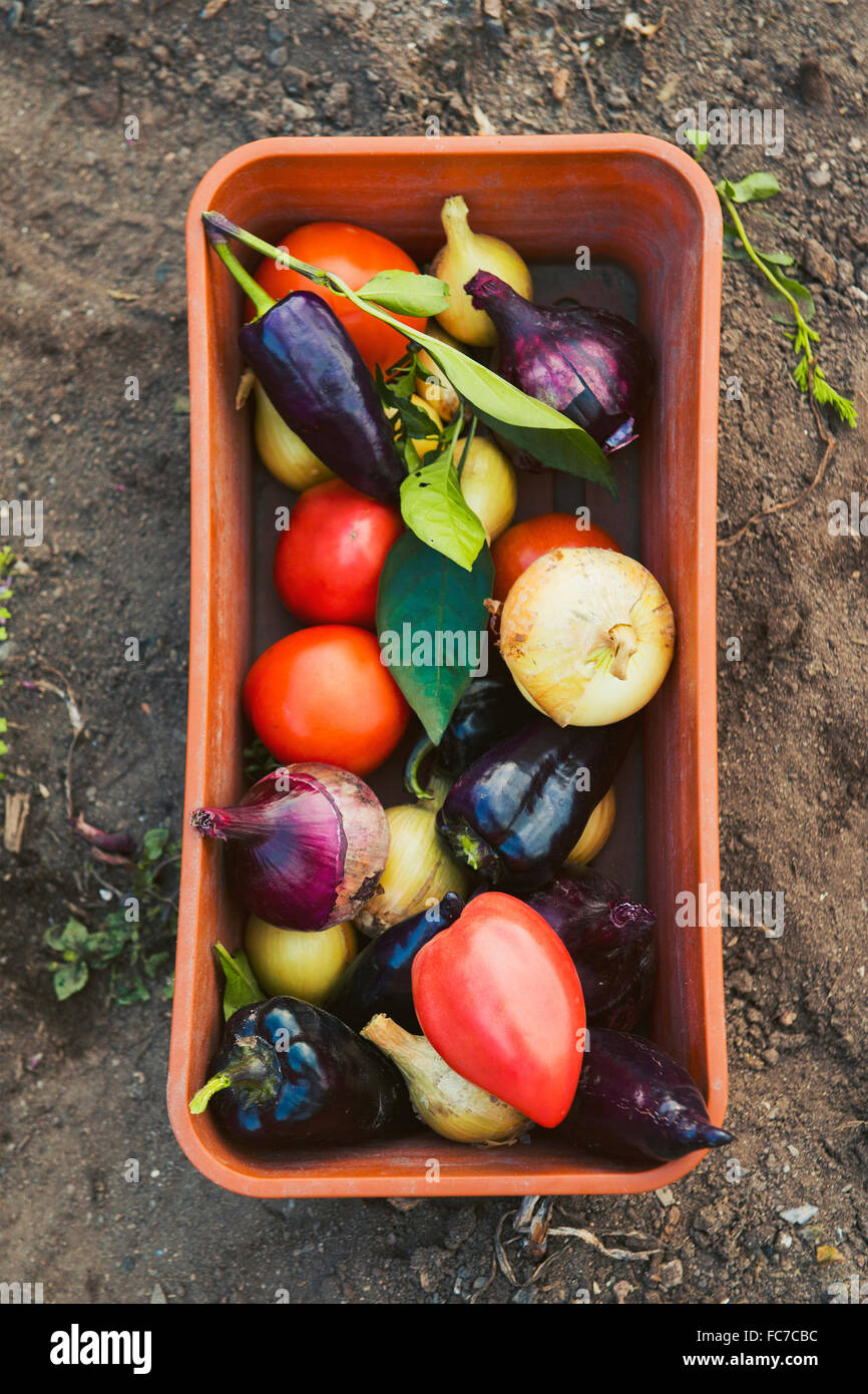Container garden vegetables hi-res stock photography and images - Alamy