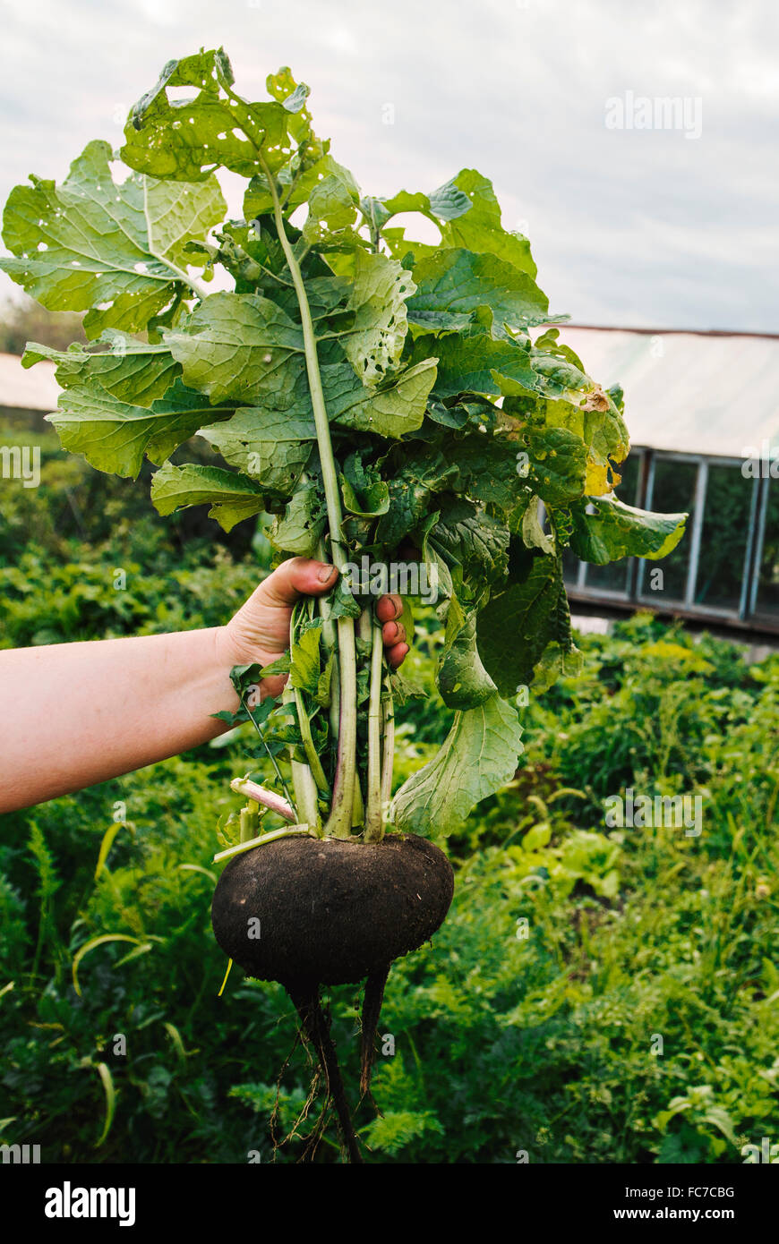 Gardener holding rutabaga in garden Stock Photo - Alamy