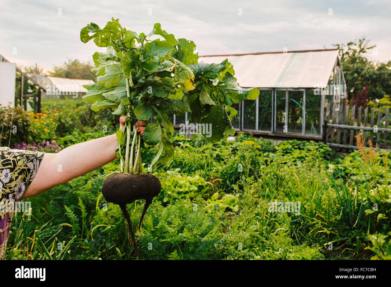 Gardener holding rutabaga in garden Stock Photo - Alamy
