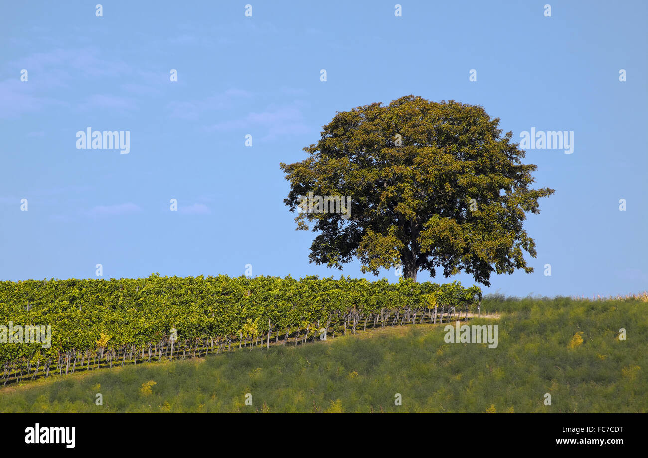 Tree in an open field Stock Photo - Alamy