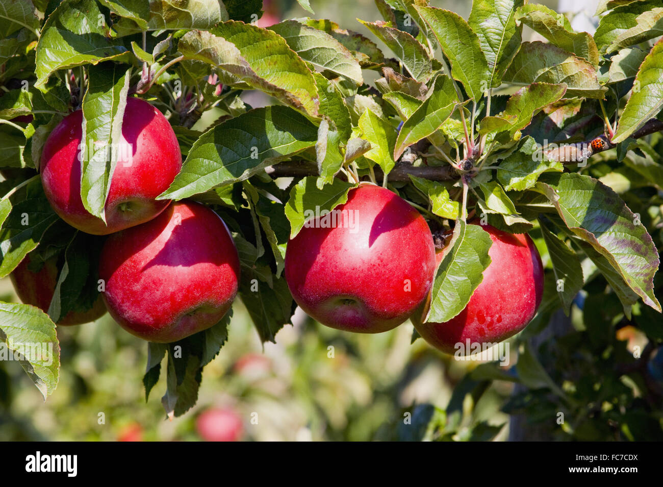 Apfel fuji hi-res stock photography and images - Alamy