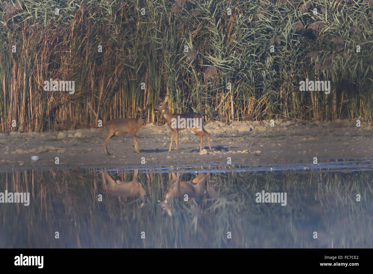Deer at play hi-res stock photography and images - Alamy
