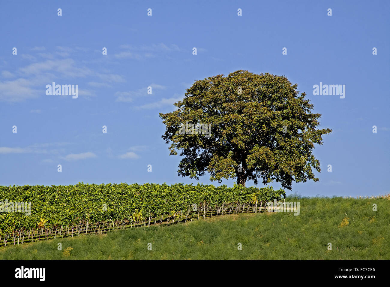Tree in an open field Stock Photo - Alamy