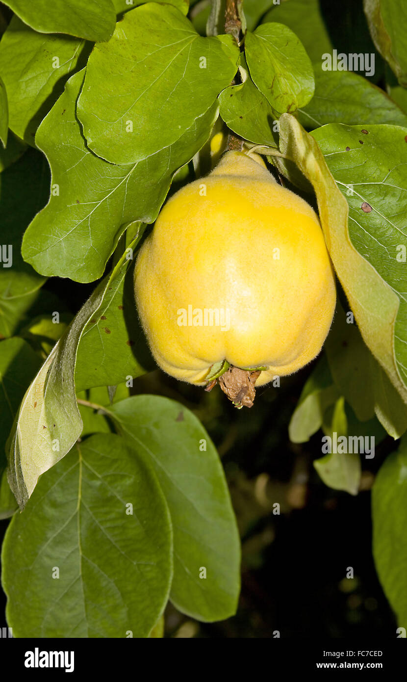 Quince Cydonia oblonga Stock Photo - Alamy