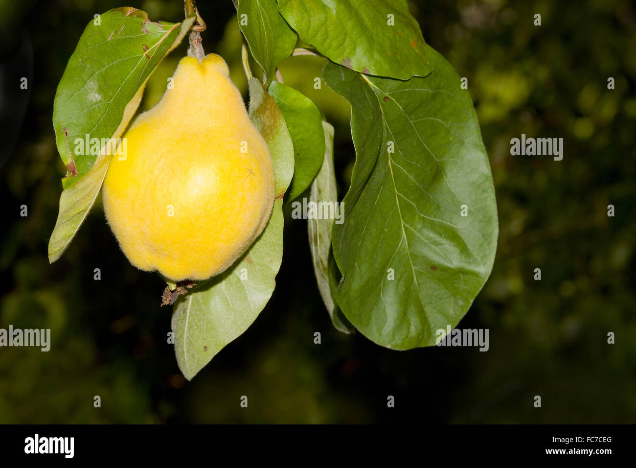Quince Cydonia oblonga Stock Photo - Alamy