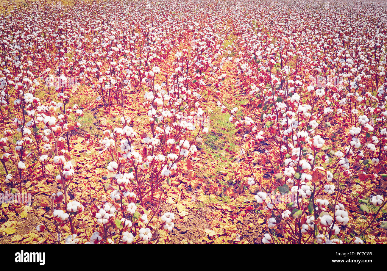 Vintage cotton farming hi-res stock photography and images - Alamy