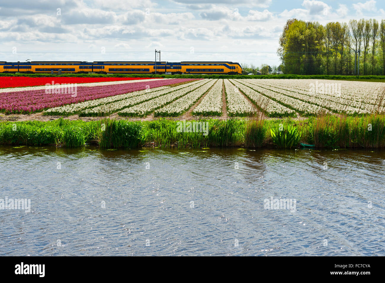 Netherlands tulip train hi-res stock photography and images - Alamy