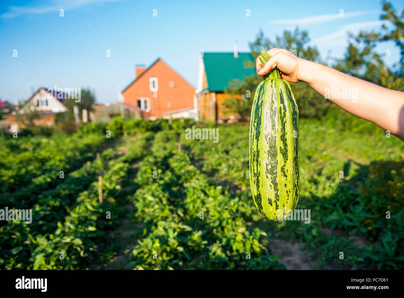 Gardener harvesting fruit in garden Stock Photo - Alamy