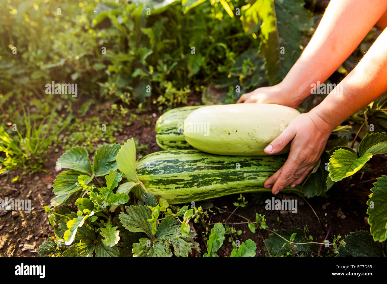 Gardener harvesting fruit in garden Stock Photo - Alamy