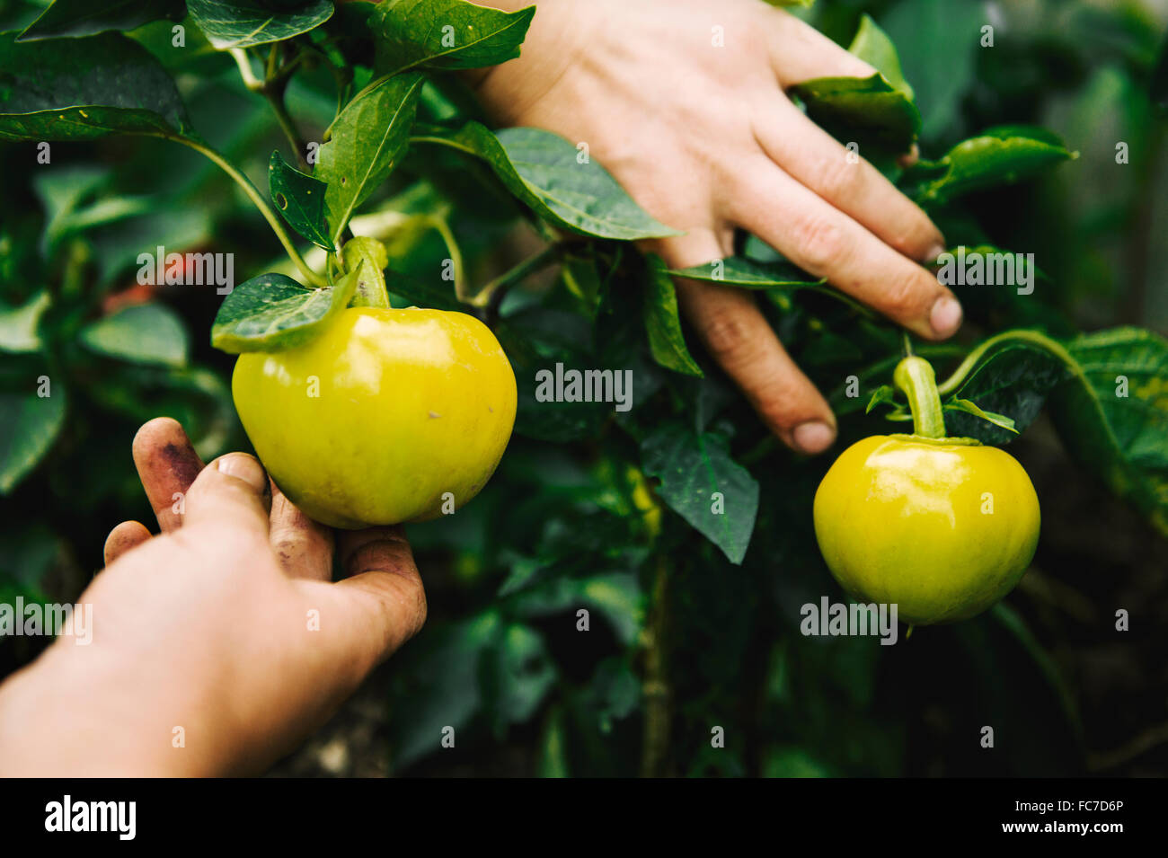 Gardener harvesting fruit in garden Stock Photo - Alamy