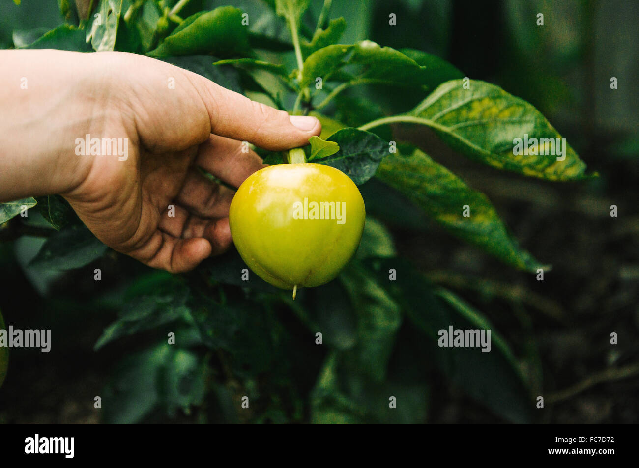 Gardener harvesting fruit in garden Stock Photo - Alamy