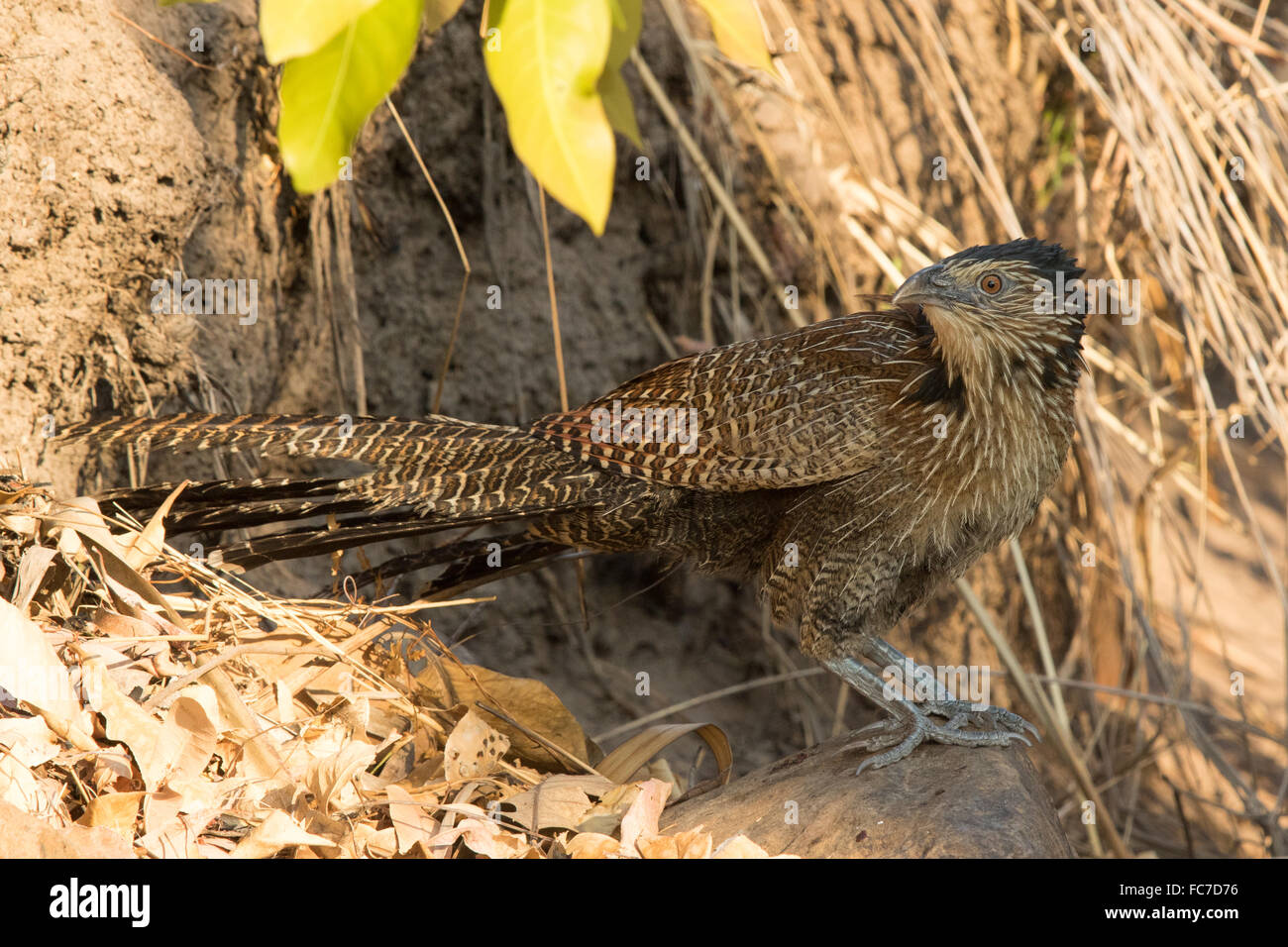 Pheasant Coucal (Centropus phasianinus) sheltering in the shade Stock ...
